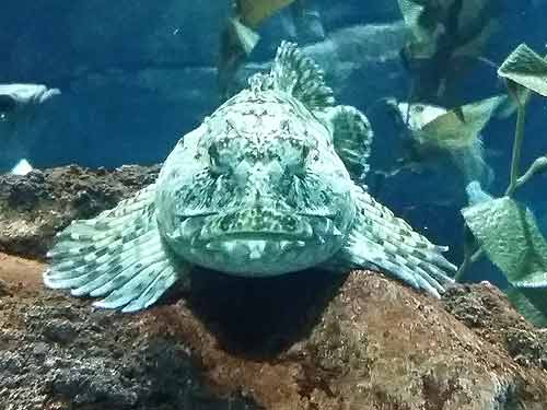 Life Is Better On Vacation: Fish