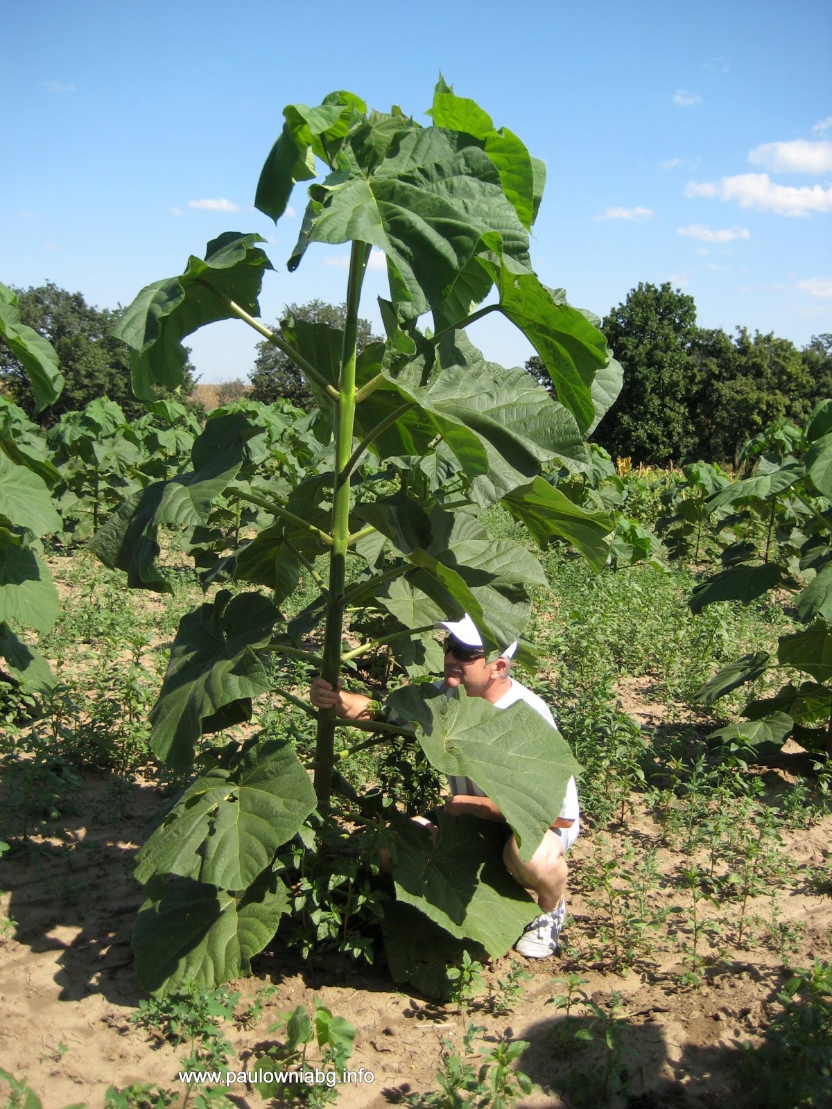 PAULOWNIA.BG ltd. * ПАУЛОВНИЯ.БГ ООД: В началото на м.септември /2011/