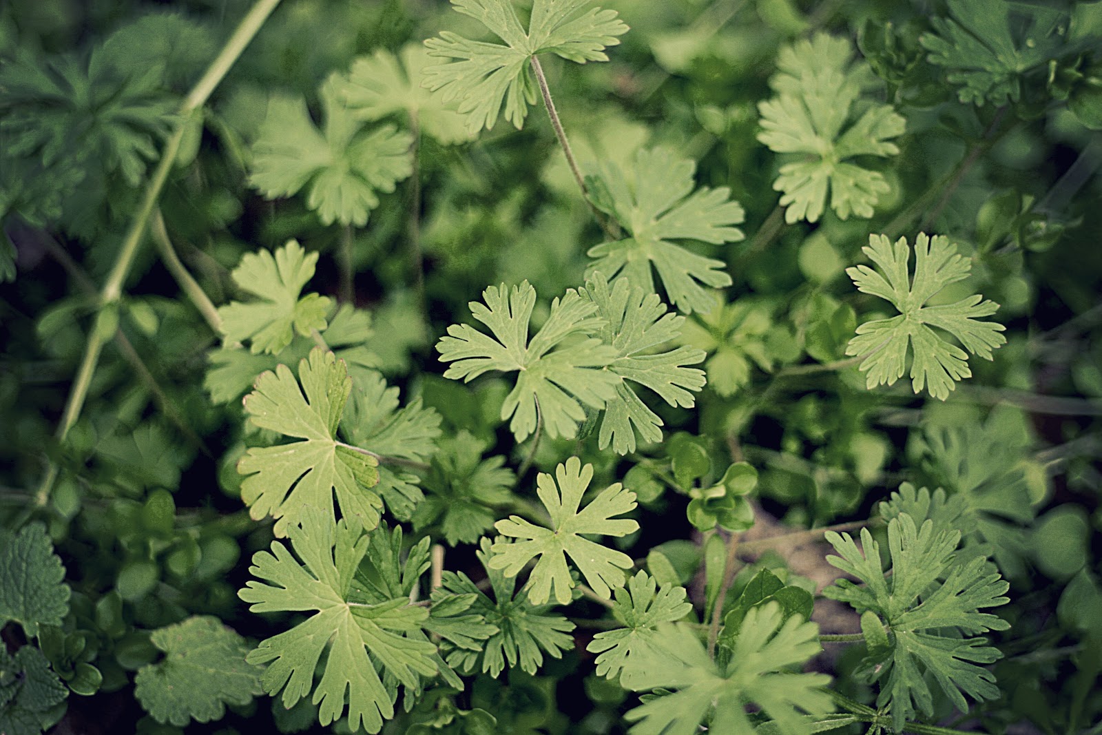 Growing Within : The Food Blog: Can you name this plant/weed?