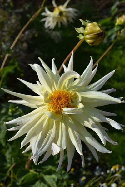 Early Days for Dahlias - The Backyard Larder
