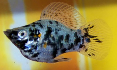 Mengenal berbagai informasi lengkap ikan molly | Ikan hias