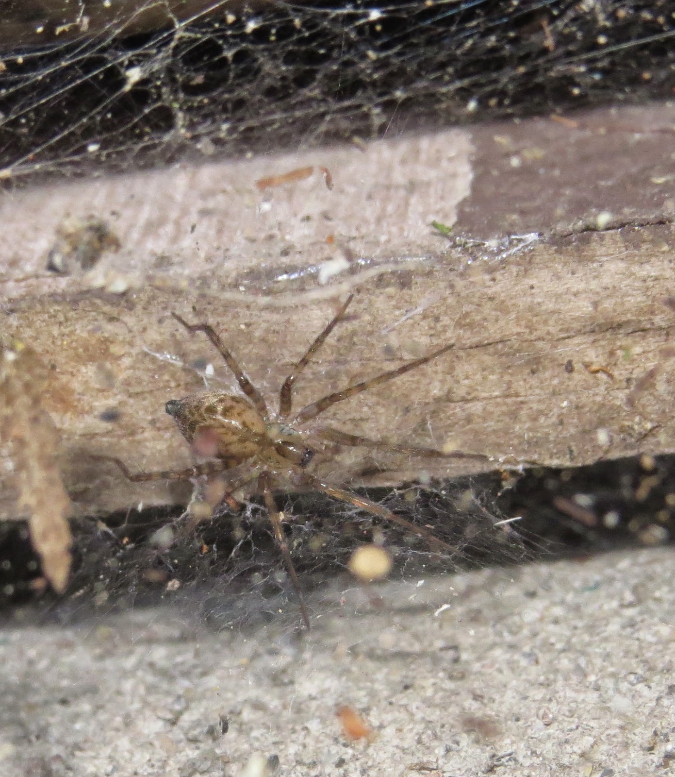 Bug Eric: Basket-web Weavers