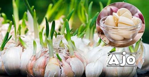 Propiedades Curativas Y Medicinales Del Ajo. | Salud pal Mundo