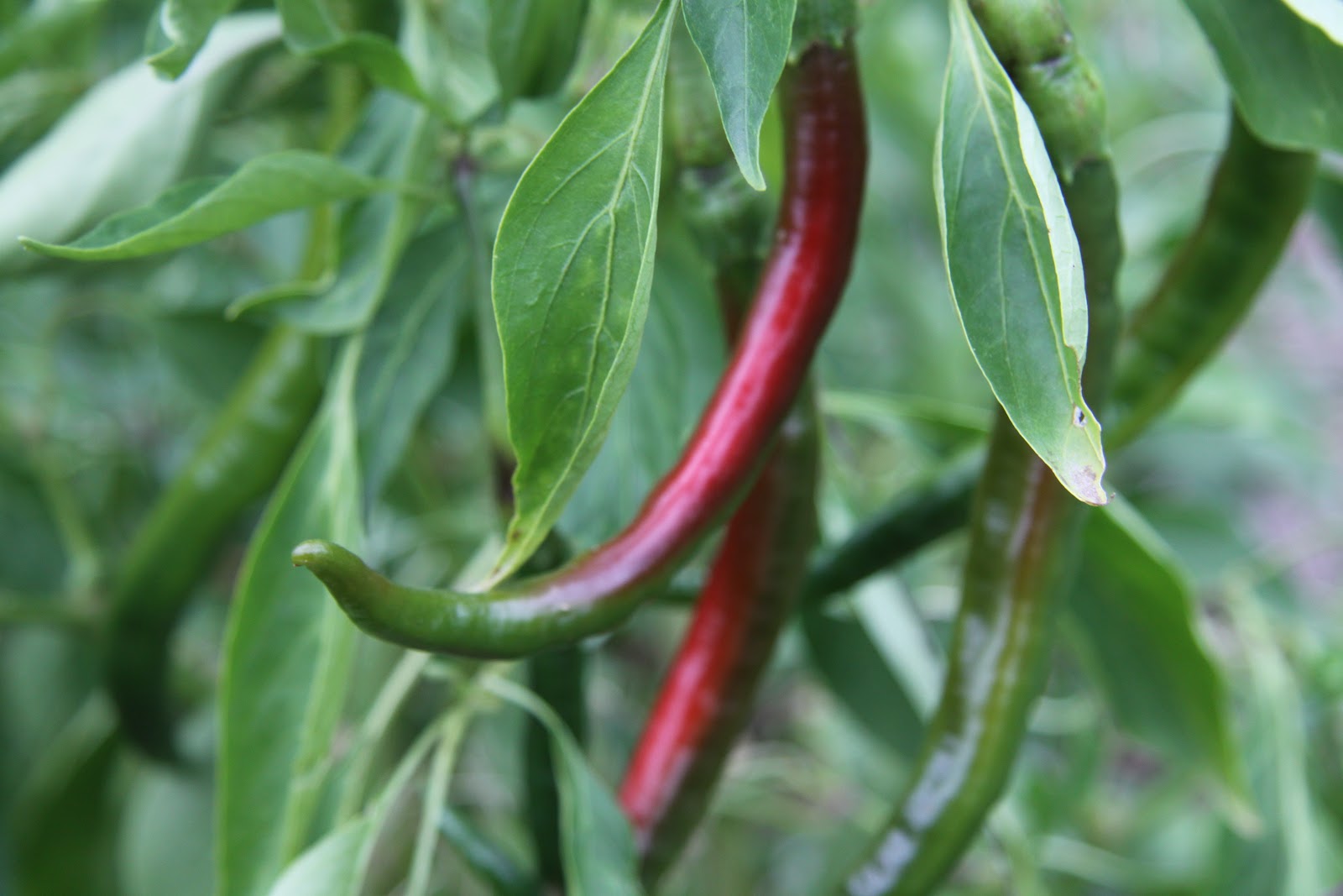 A Week of Eating Indigenous Foods: With Many Postscripts!: Last Call ...