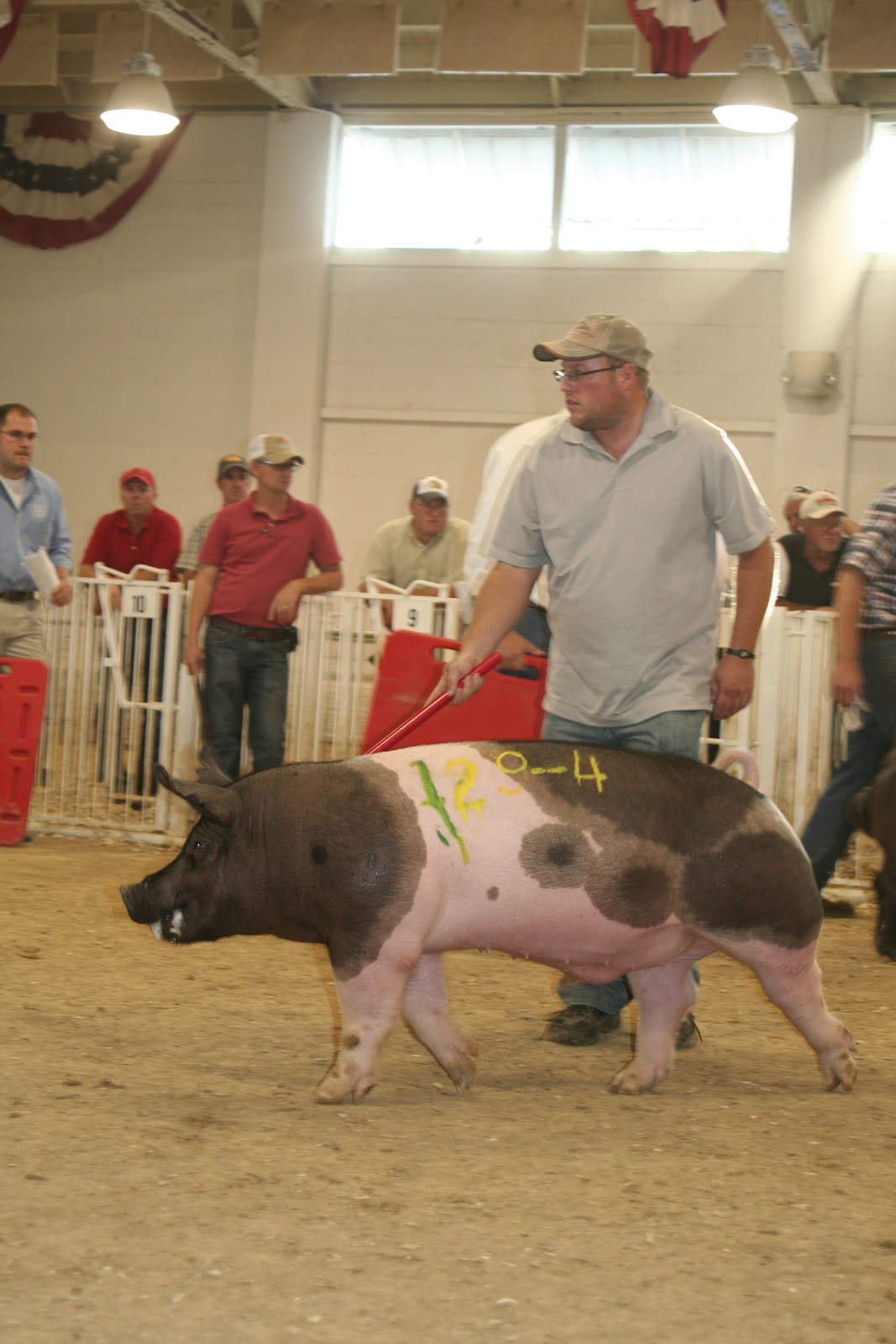 NSR Show & Sale Results: 2012 National Barrow Show Crossbred Boar Show ...