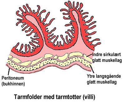 CØLIAKIBARN: Hva er cøliaki?