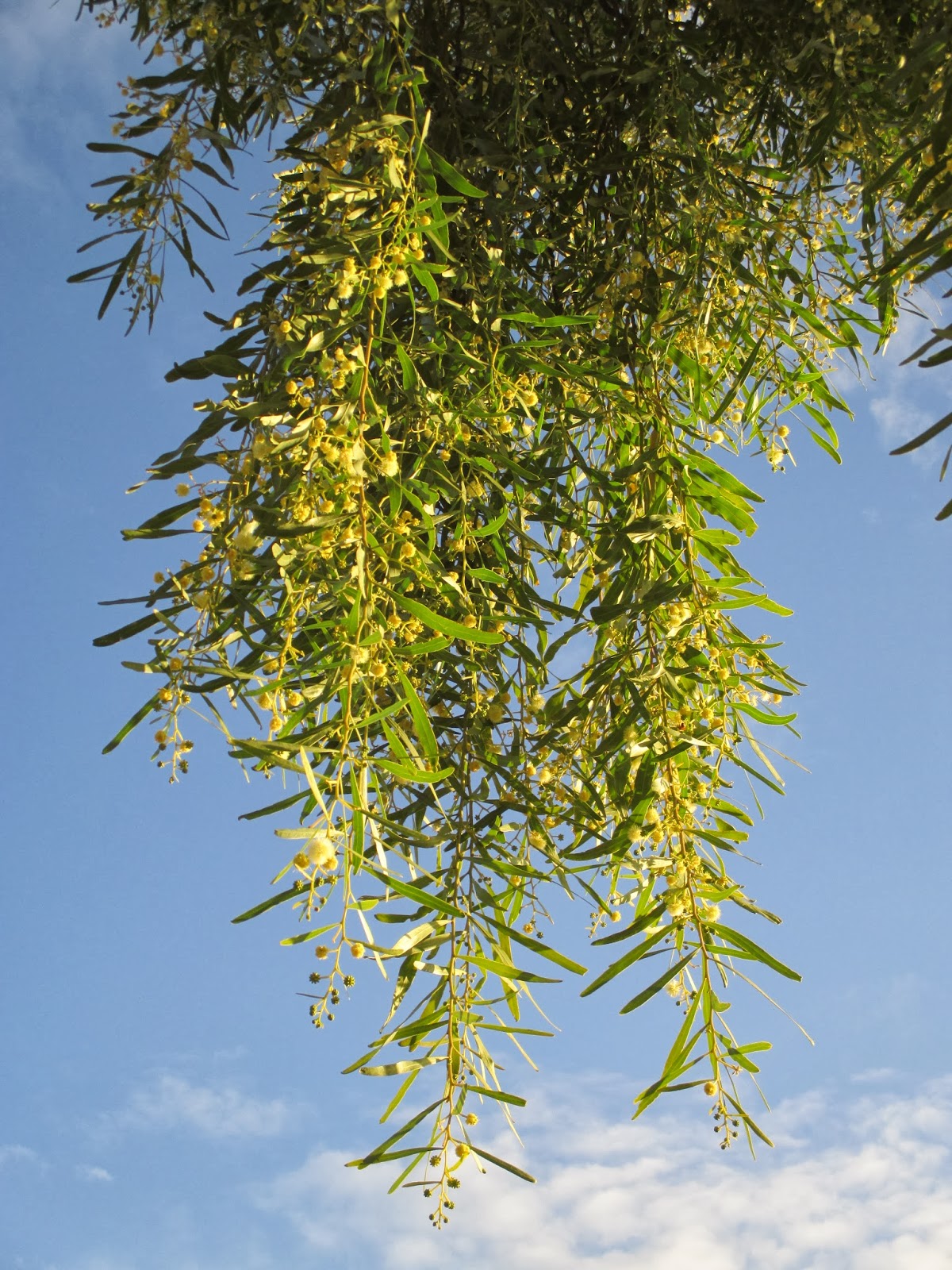 Suburban Naturalist: From Down Under: Wattles, Kurrajongs & Gum Trees