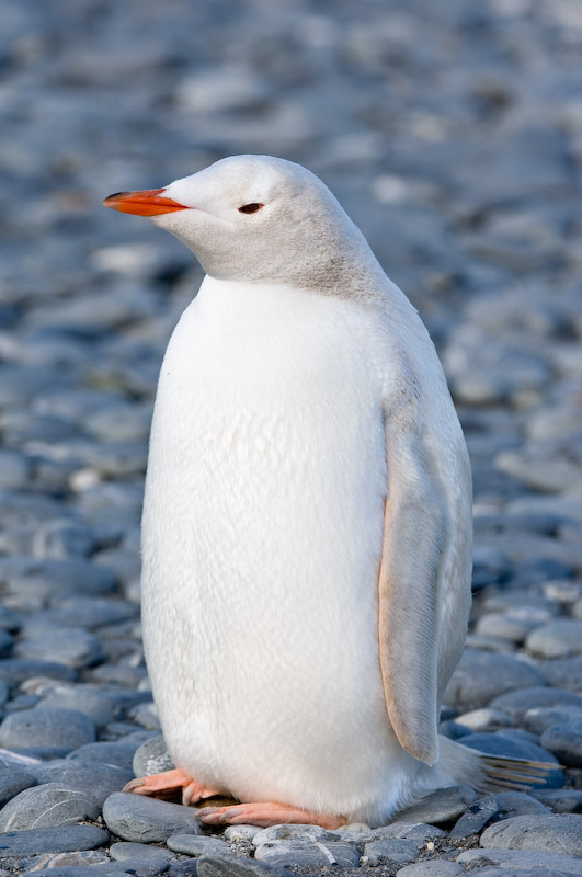 I Love Orla Kiely: White Penguins