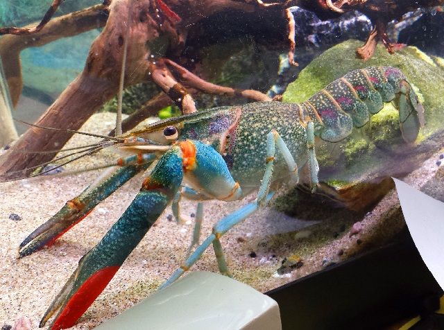 Kumpulan Gambar Lobster Air Tawar Terbesar Di Dunia Yang Pernah Ada ...