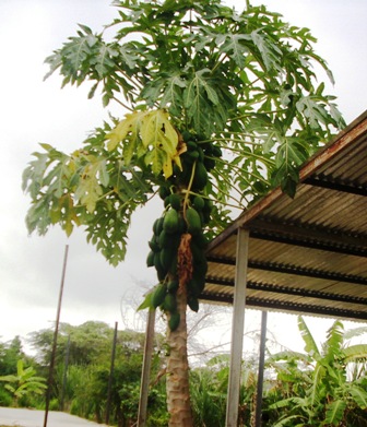 Secretos De Oro De La Dulceria Criolla: Dulce De Lechosa