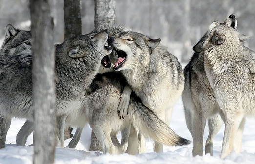 ERIPE LUPUS: LEARN ABOUT WOLVES AND LOVE WOLVES
