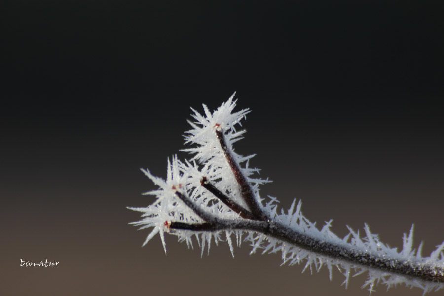 Amantenatura: Cencellada