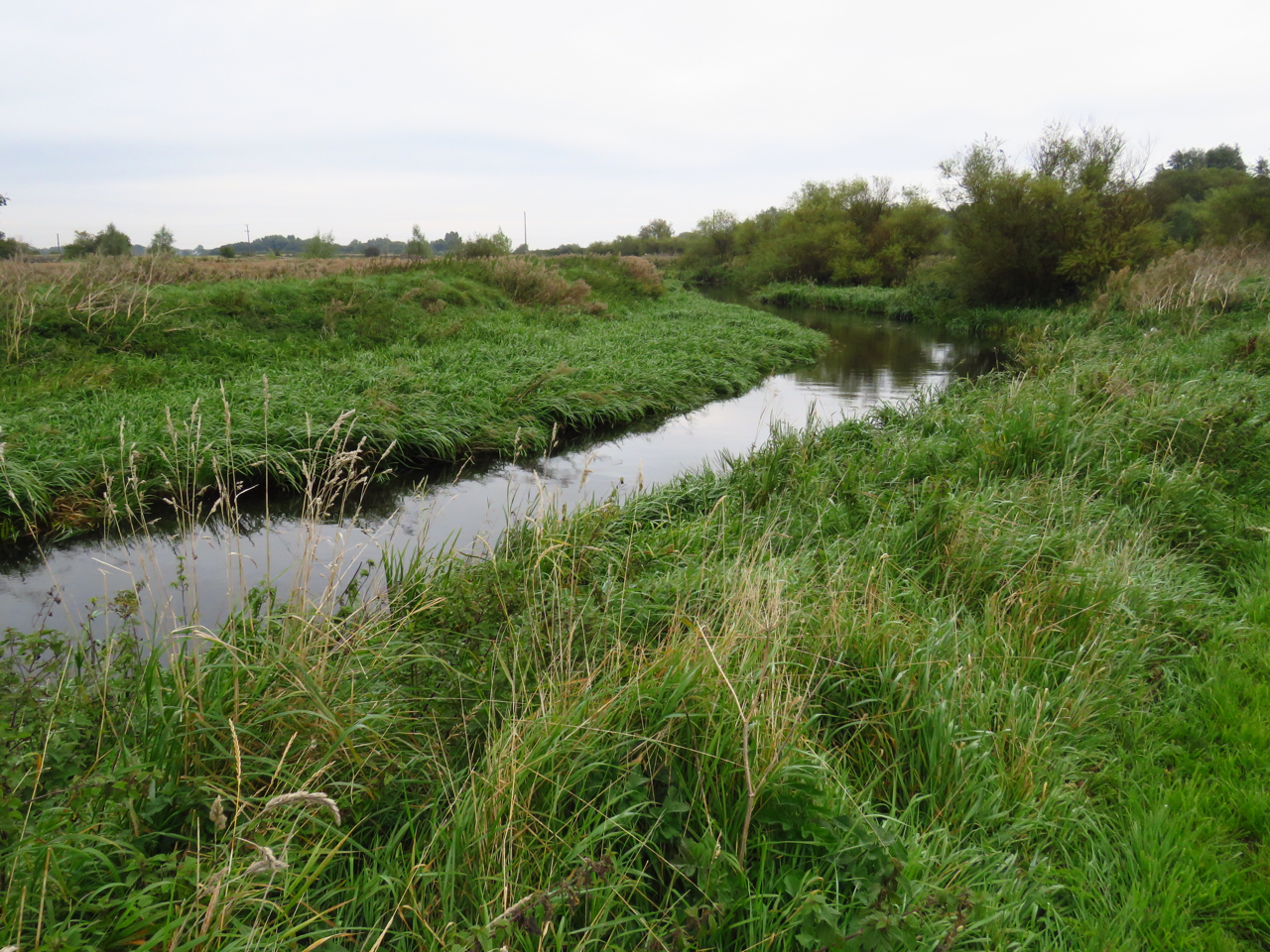 Wild at Hull: River Hull. Stage 14. Skerne Wetlands