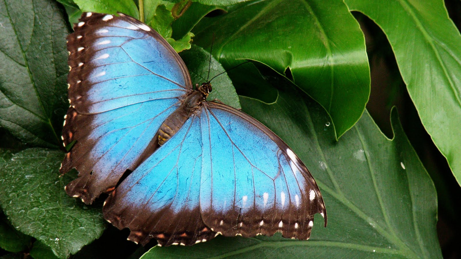 Mon Réel à Montréal: Papillons en liberté au jardin botanique