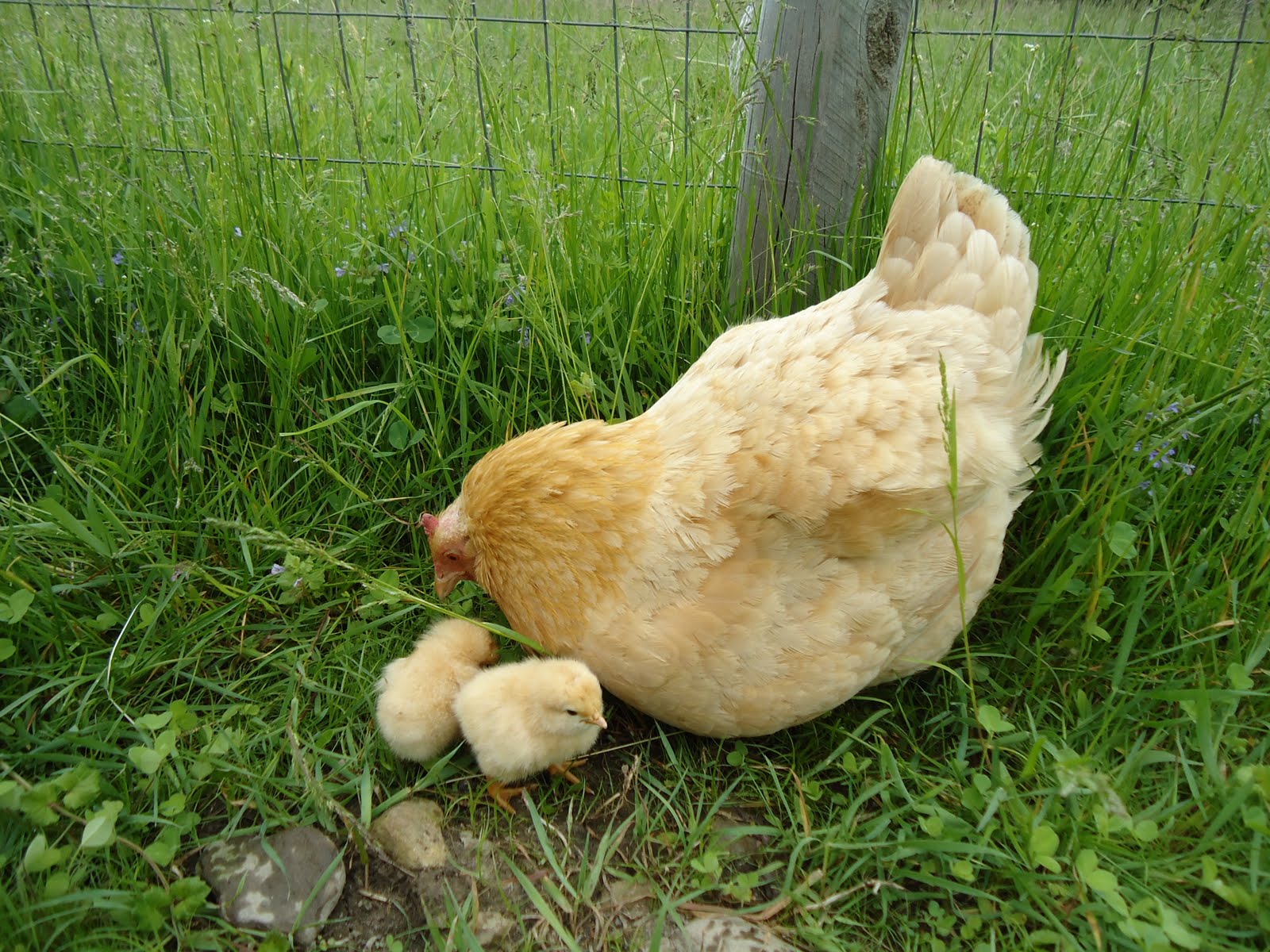 Dr.Kim's Holistic Healing: Mother hen hatching TWO eggs!