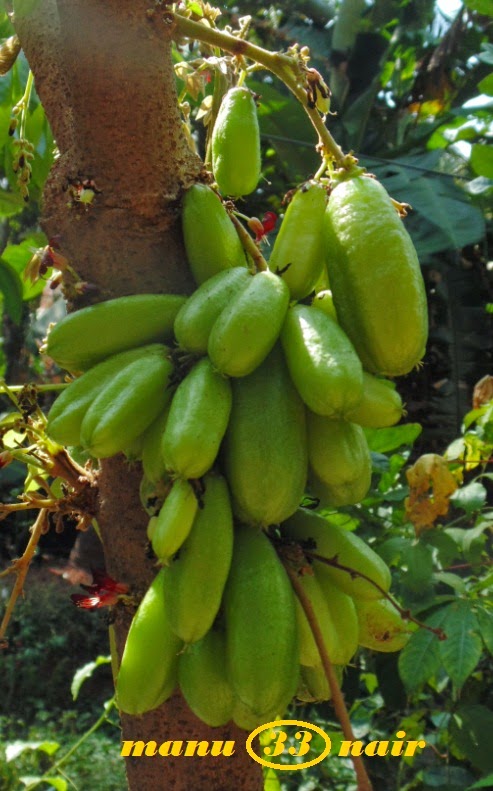papanasini: BILIMBI (Vilimbi)