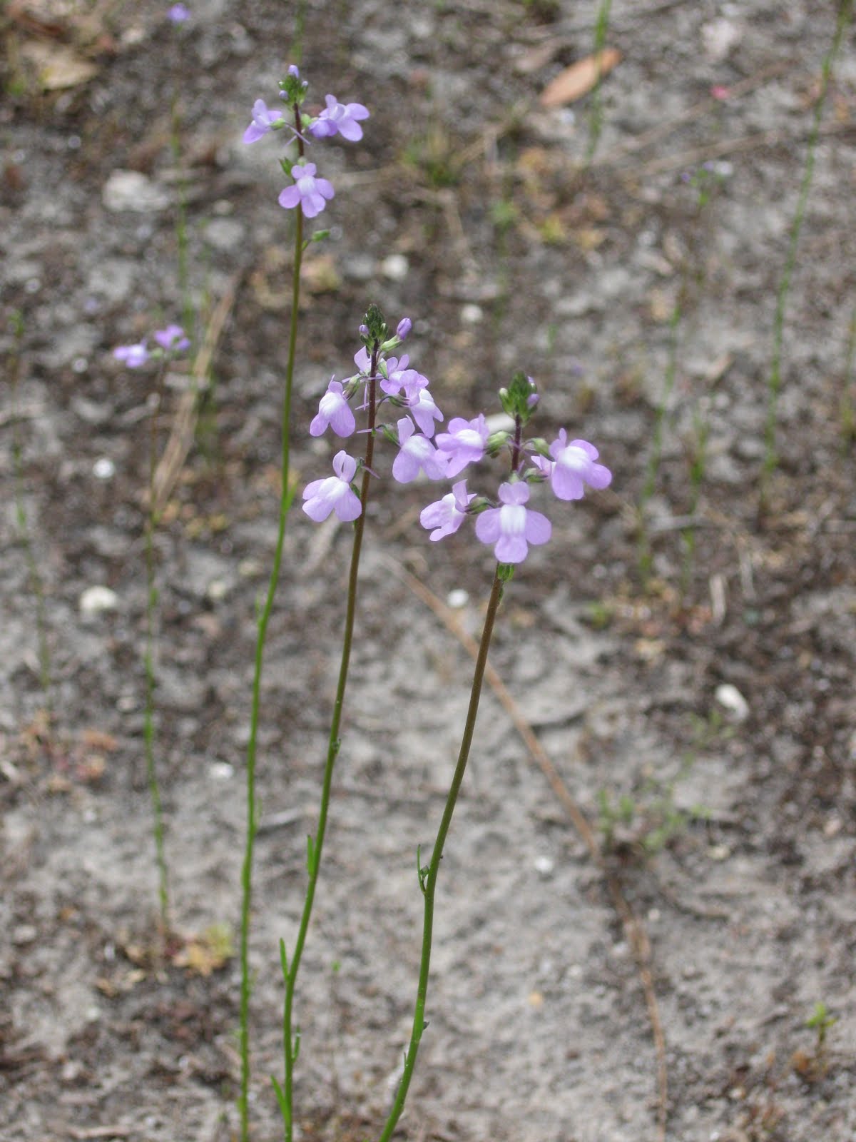 Gardening From the Ground Up: THE GREAT WALL