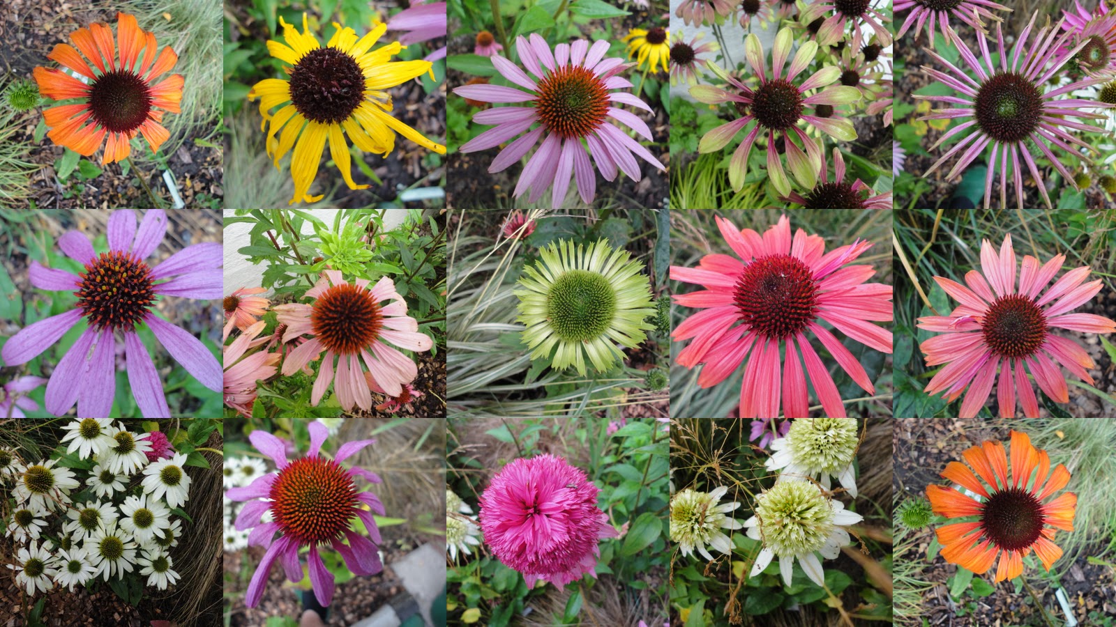 PPP Hostahave: Solhat og Purpursolhat