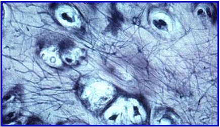 JARINGAN TULANG RAWAN ( KARTILAGO) | blog Biologi