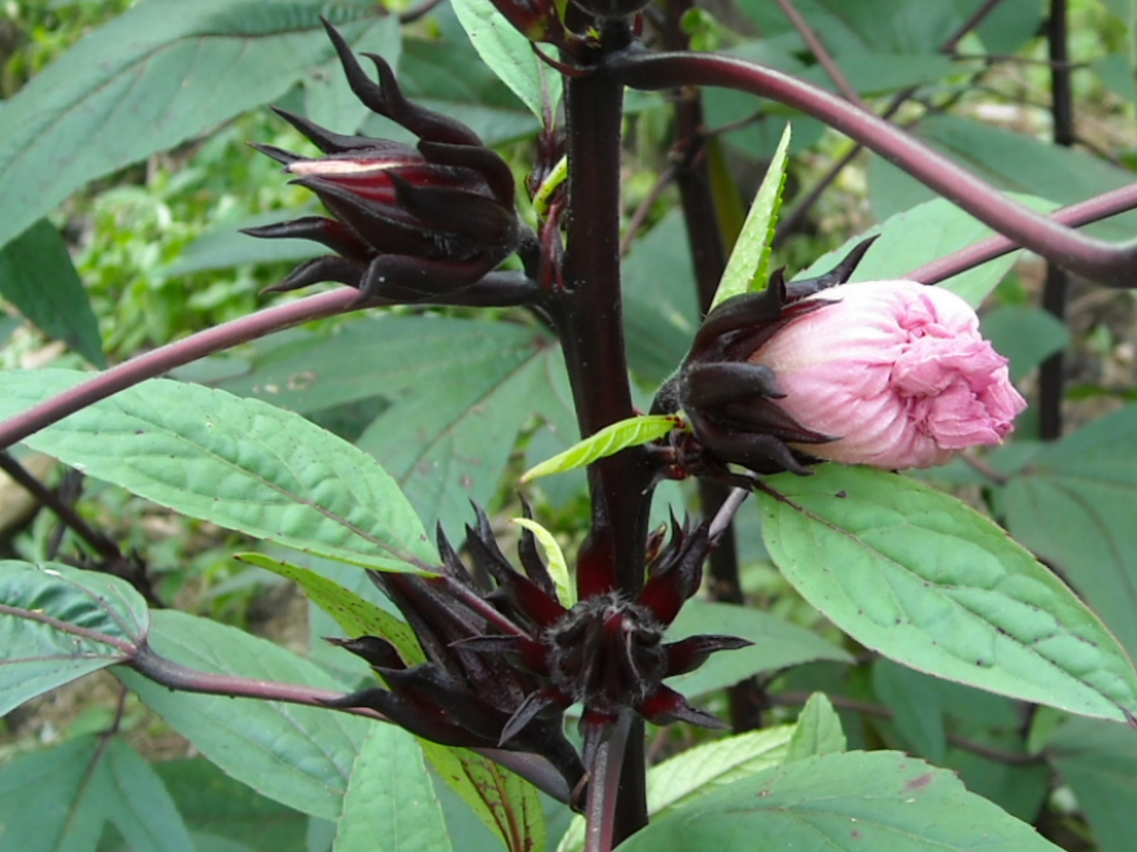 Mini Fruit Farm@PeterTean.com: My Farm 10 @ Ribena Fruit