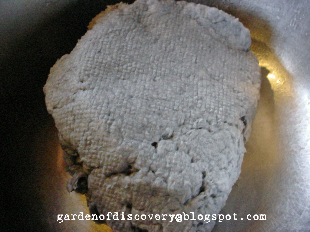 Garden of Discovery: DIY Paper Mache Seedling Pots