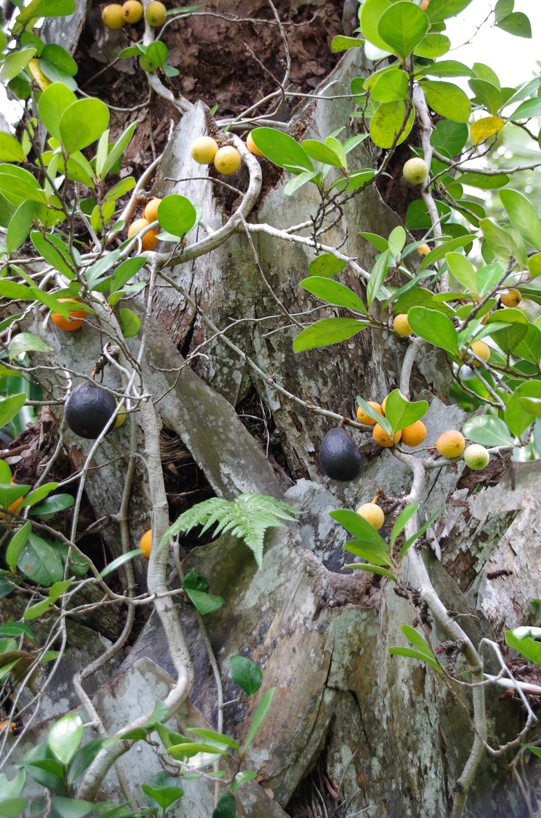 Trees and Plants: (Climbing Fig) Ficus punctata