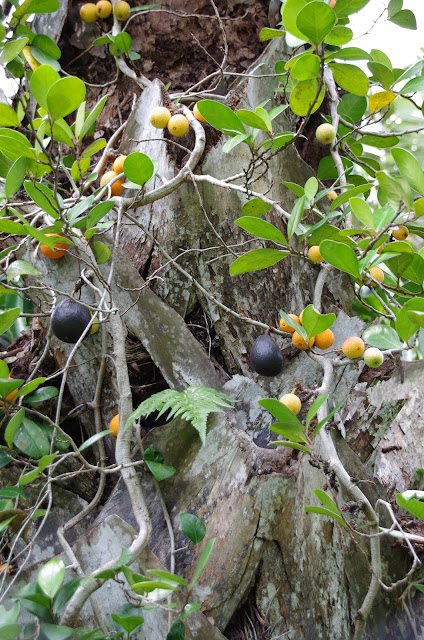 Trees and Plants: (Climbing Fig) Ficus punctata