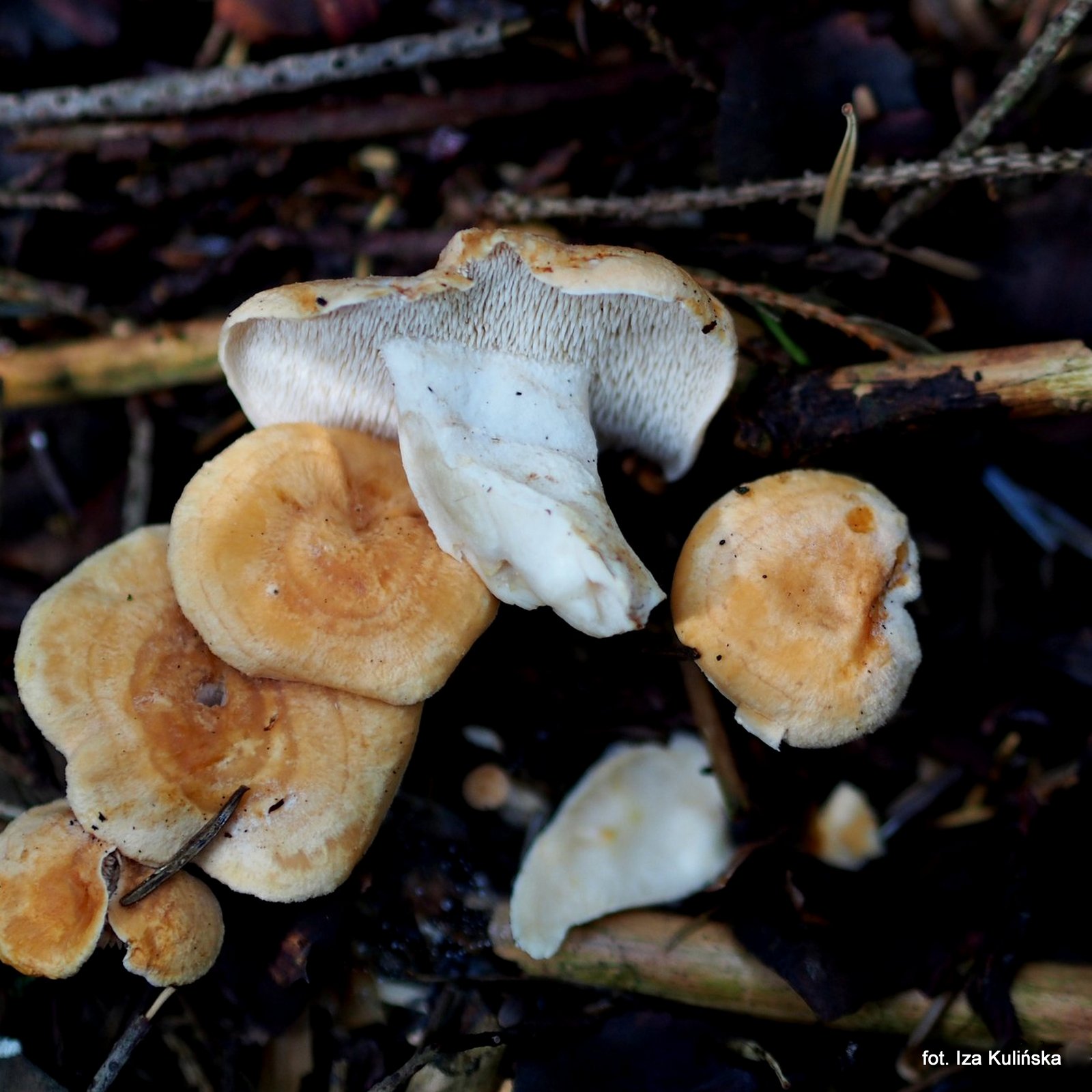 Smaczna Pyza: Grzyby gatunkami