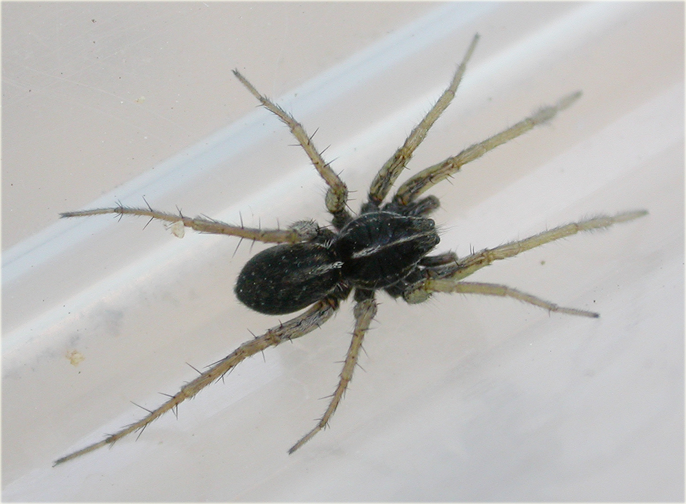 Arachnerds: Wolf Spiders - Pardosa sp.