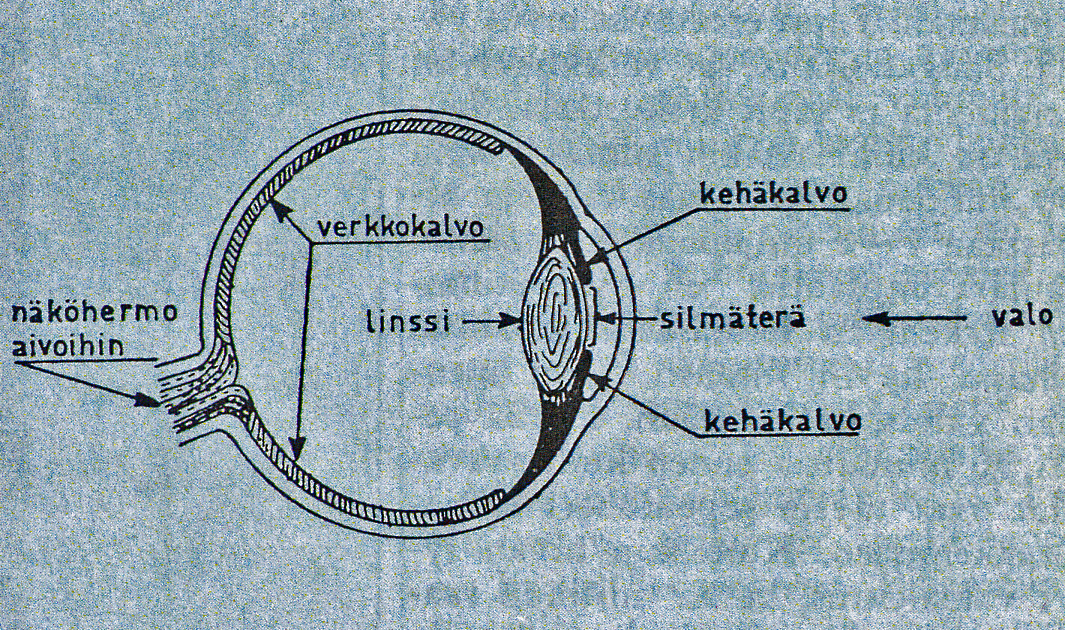 JALANKULKIJAN HEIJASTIMEN ALKUHISTORIA SUOMESSA