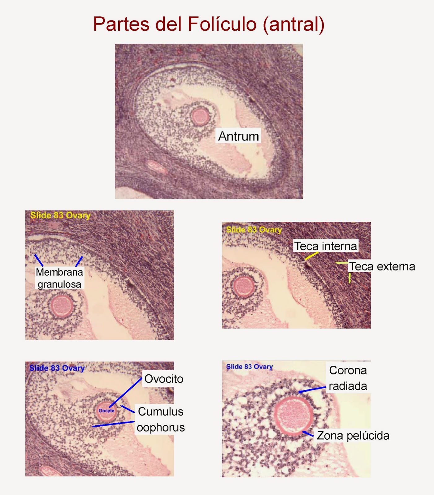 Hormonas : Los óvulos y sus orígenes (ovogénesis)