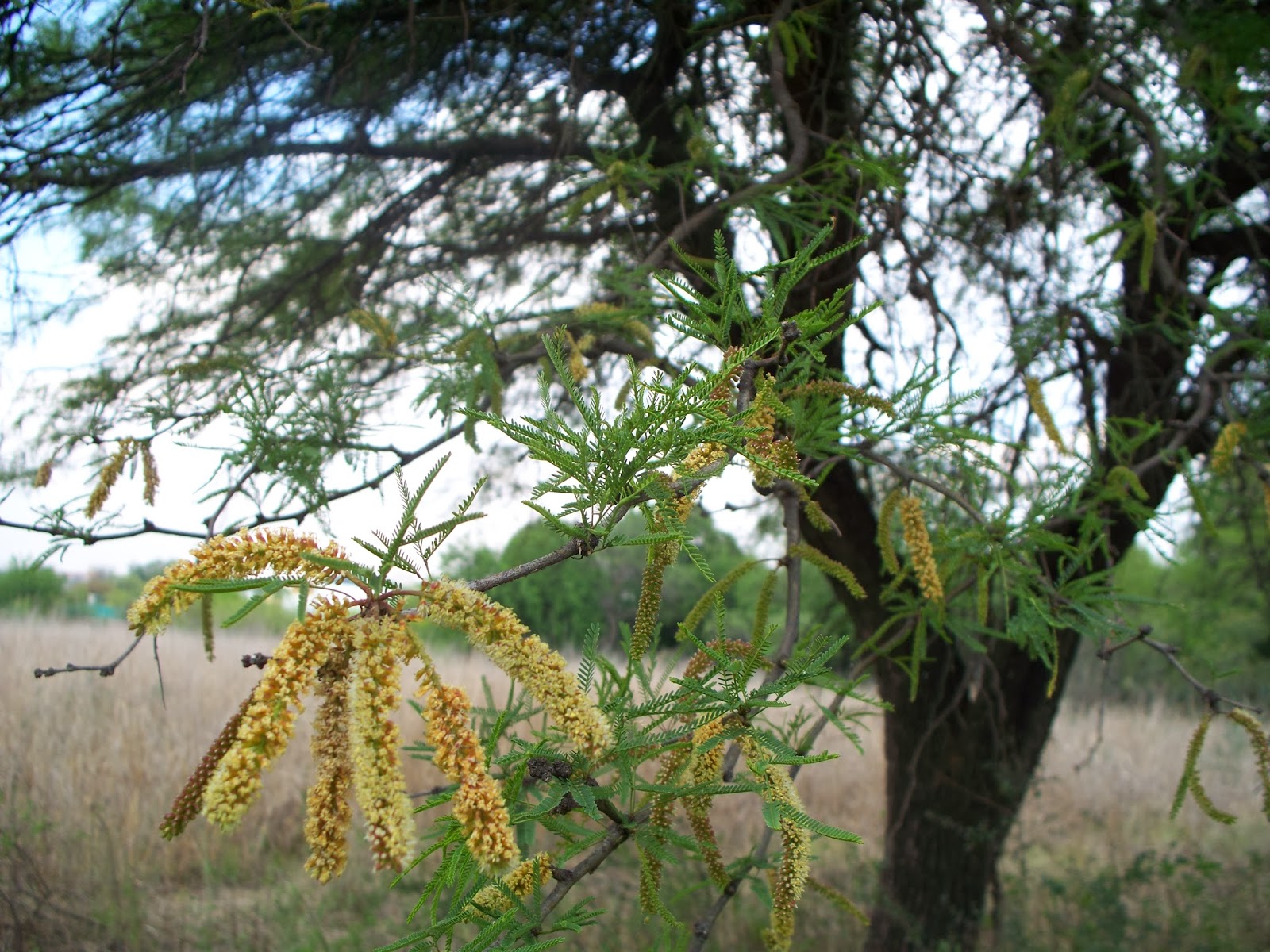 Reserva Natural Urbana General San Martín: El Espinal