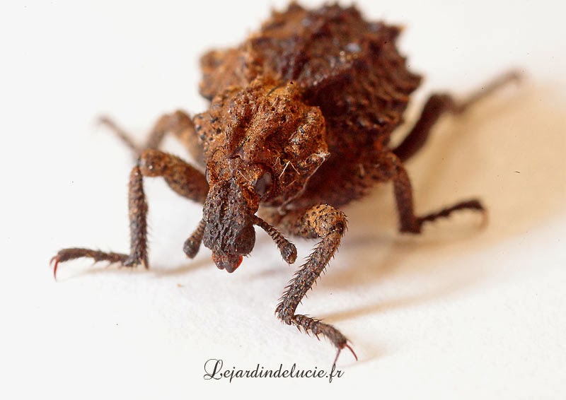 Brachycerus muricatus, le roi de la catalepsie!