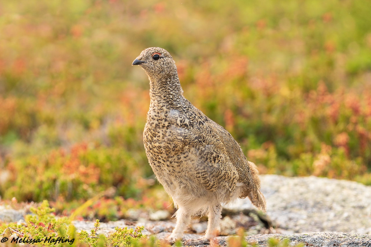 Young Birder Ptarmigan Hike to Illal Mtn - August 19/18