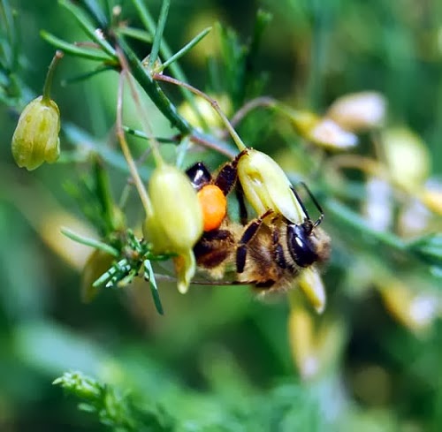 French wildlife and beekeeping: Honey bee photos in France
