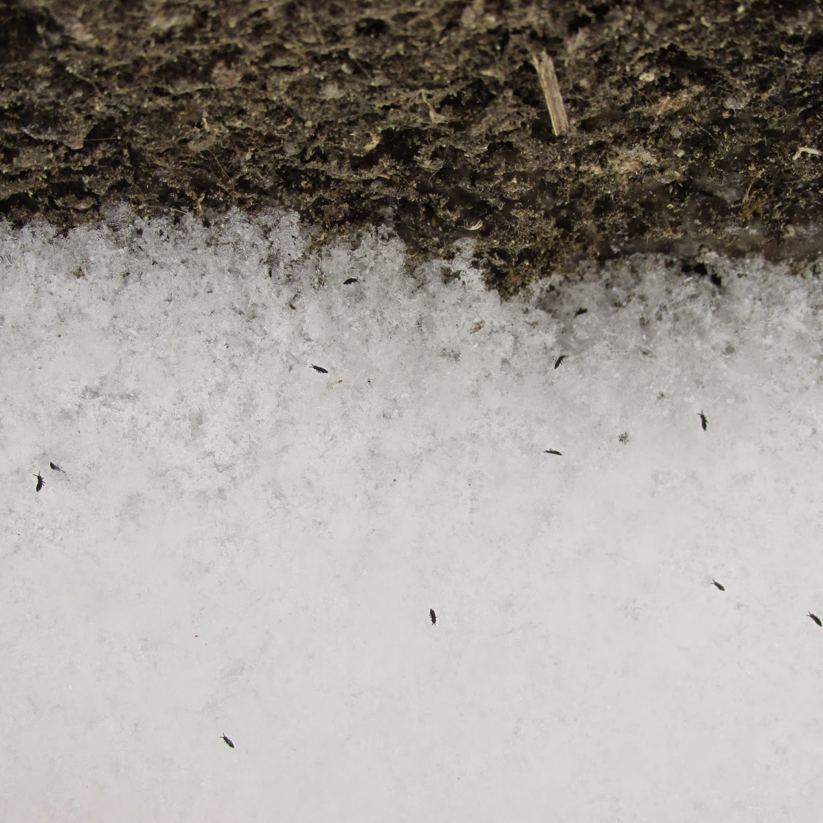 Wake Robin : snow fleas and stomach bugs