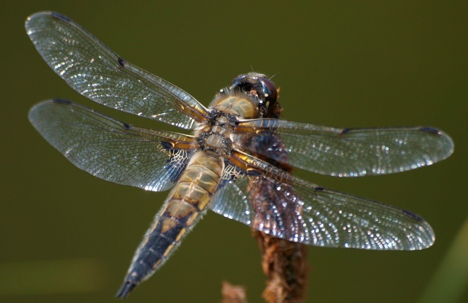 Hennie: Grote libellen en de eerste zelf gezaaide bloempjes