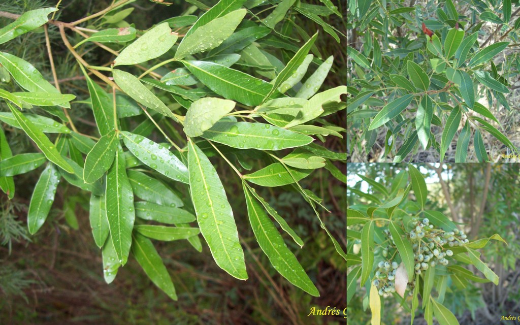 Aroeira - Lithraea molleoides e Schinus molle L.