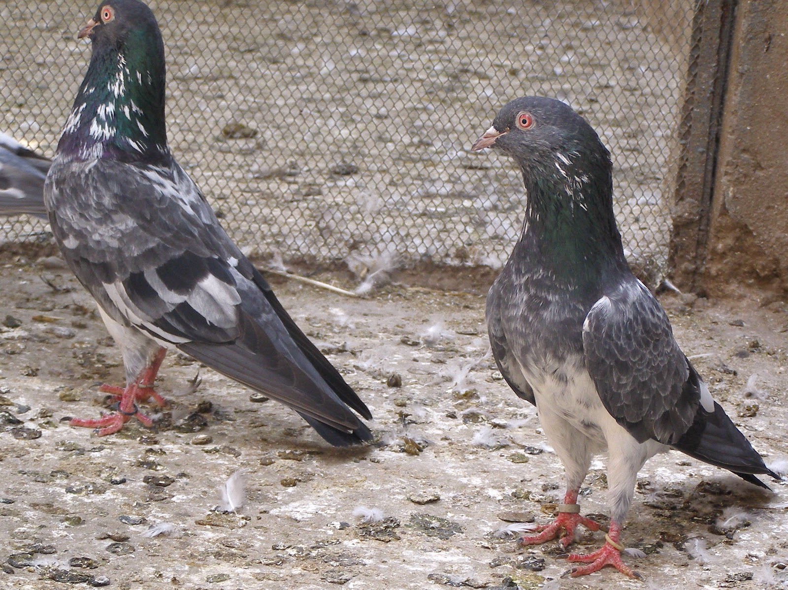 Dab walay Kabootar(pigeons) pictures ~ Pigeons Photos | Pigeons Care ...