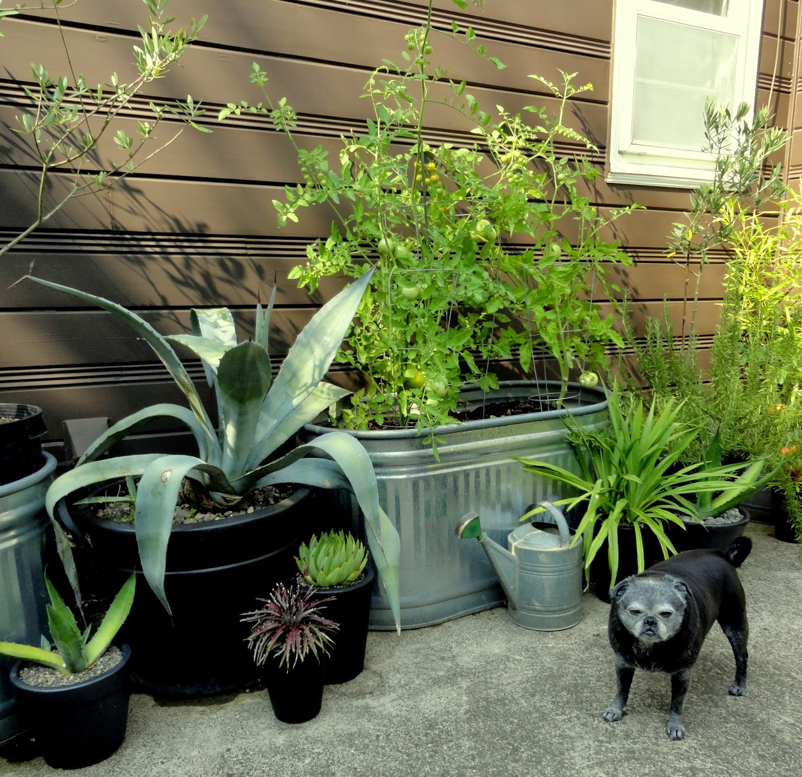 danger garden: Agave weberi, my favorite plant in the garden this week…