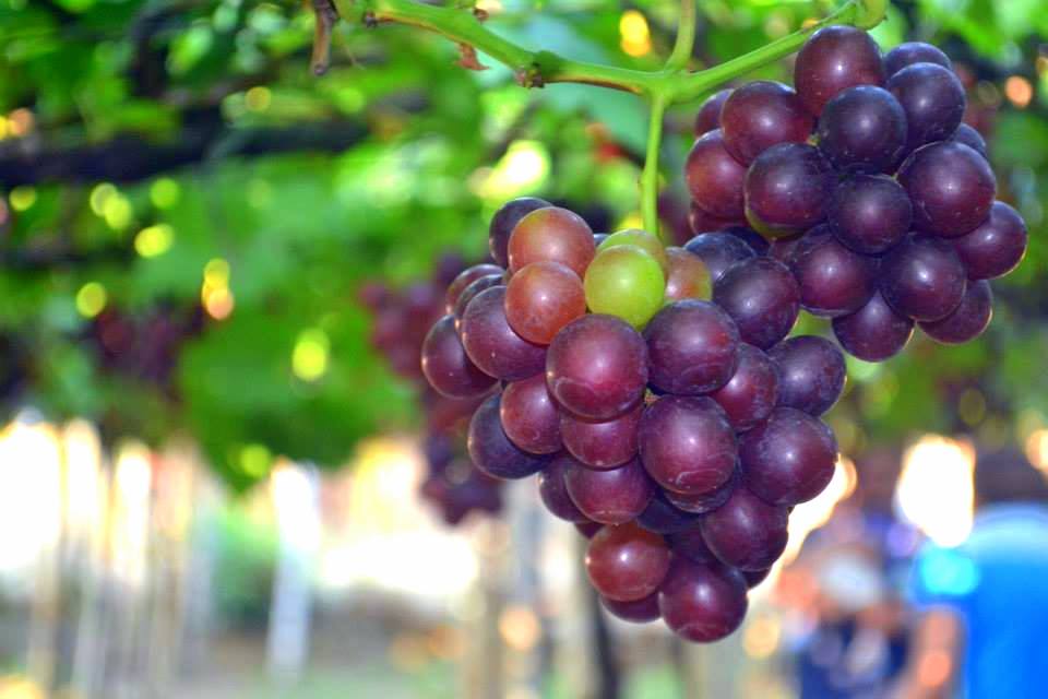 La Union Place: Grapes Farm in La Union