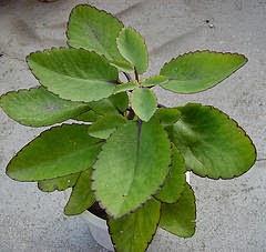 Plantas Medicinais Brasileiras: Saião