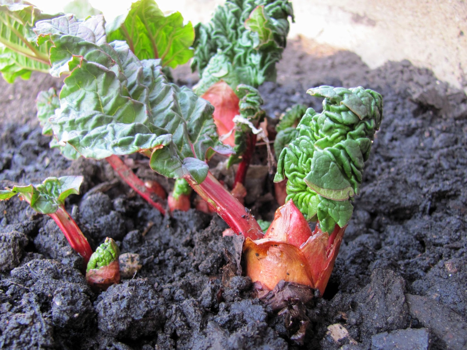 Sweet Domesticity: How to Divide Rhubarb