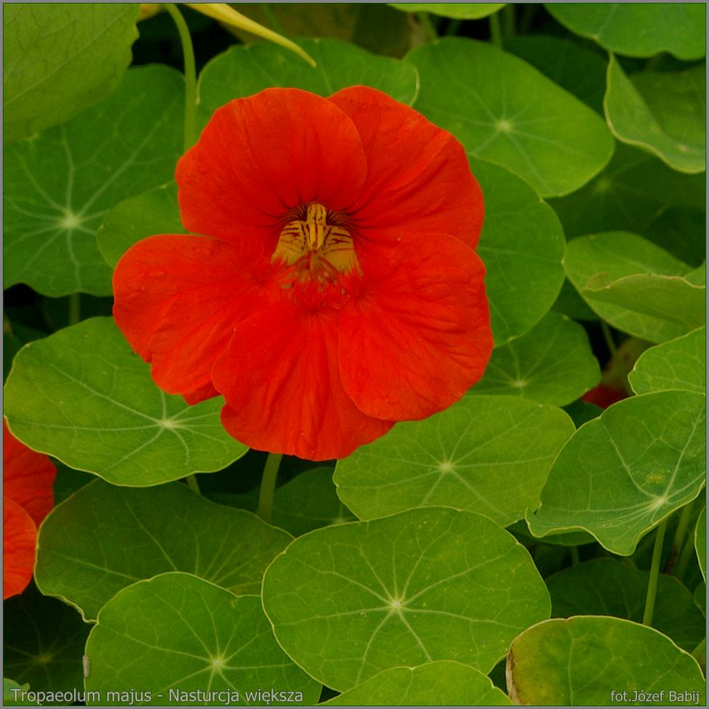 Plant Gallery - Encyklopedia Roślin: Tropaeolum majus - Nasturcja większa
