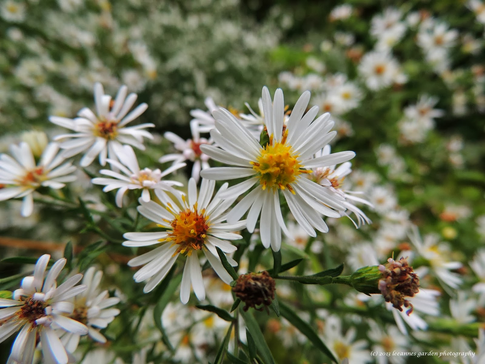 leeannes garden: Autumn Wild White Aster Flowers