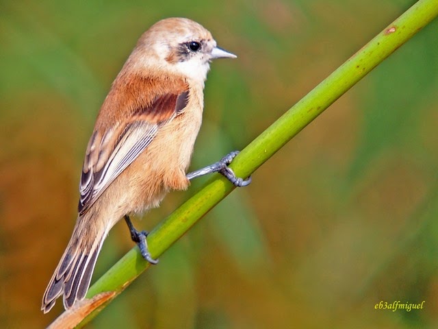 Miguel fotografia: Pájaro moscón europeo (Remiz pendulinus)