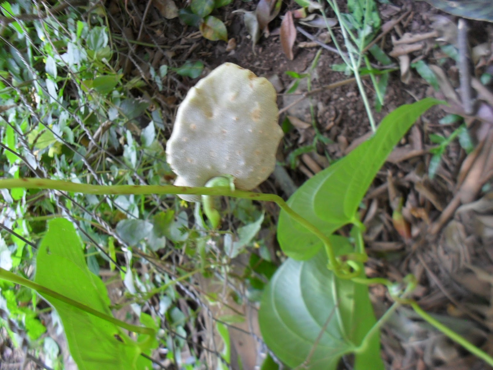Sabores do Mato - Panc's e plantas medicinais: CARÁ MOELA, cará do ar ...