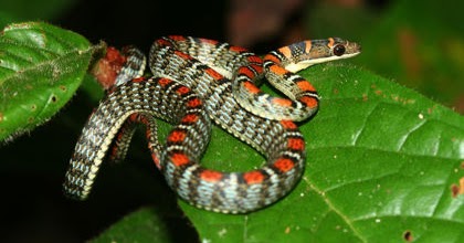 Misteri Ular Terbang - Mitos atau fakta - Blog misteri enigma