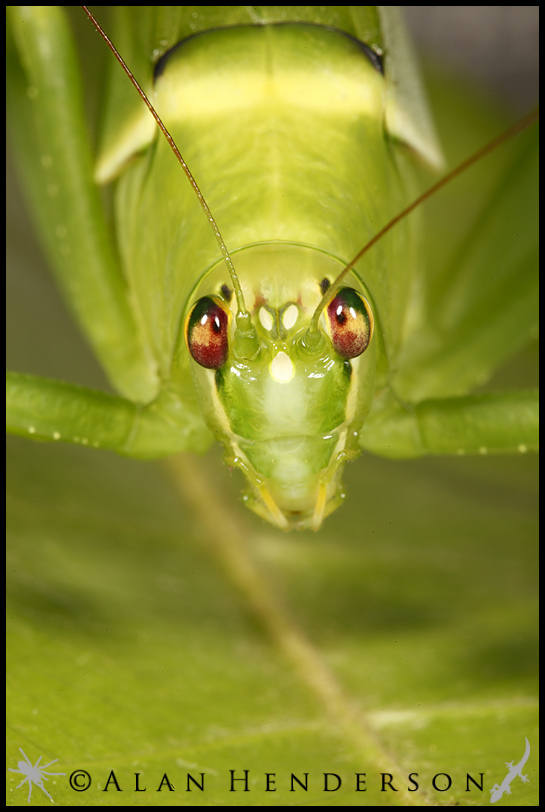 Minibeast Wildlife - Rainforest Encounters: Bug season is starting!