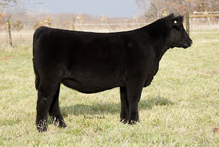 Lautner Farms: Females and Fellows of the Fall Online Sale - Bremer ...